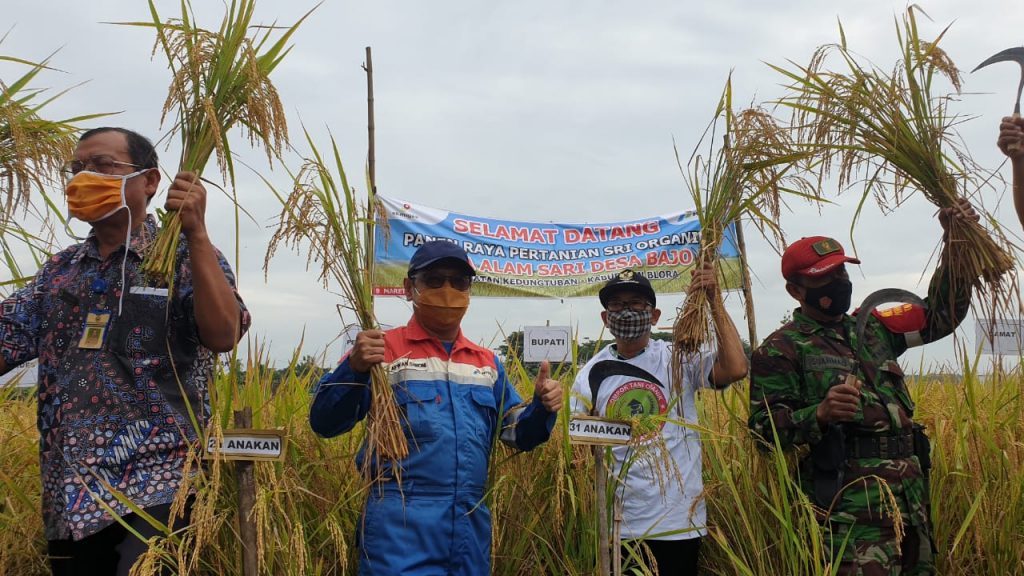 Program Padi SRI Organik Pertamina EP Bisa Hasilkan Pendapatan Empat ...